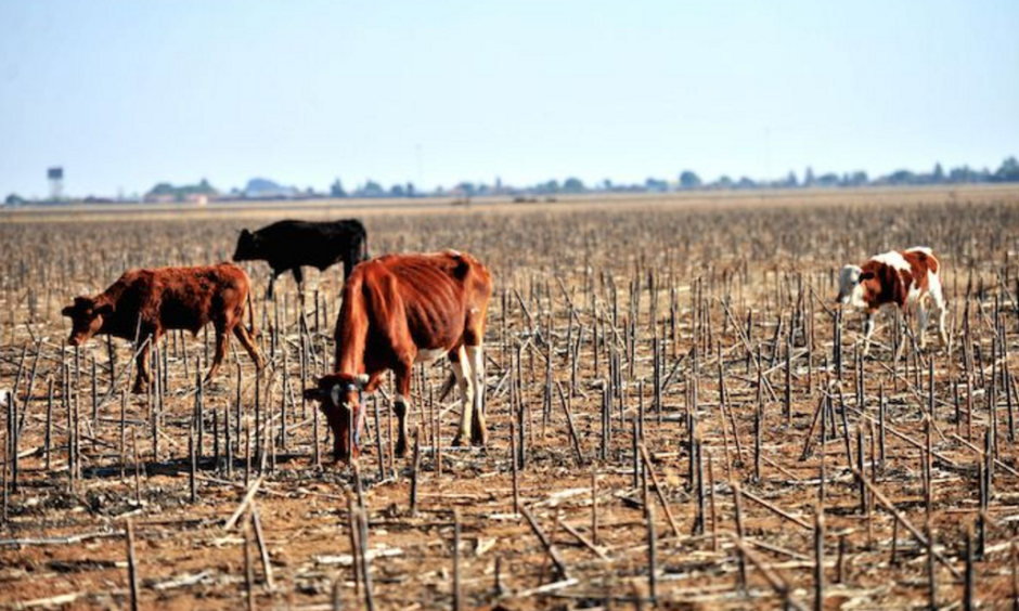Climate Signals | Southern Africa Drought 2015
