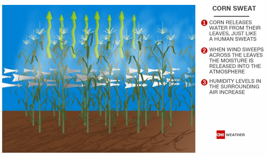 Infographic: What is corn sweat? | Climate Signals