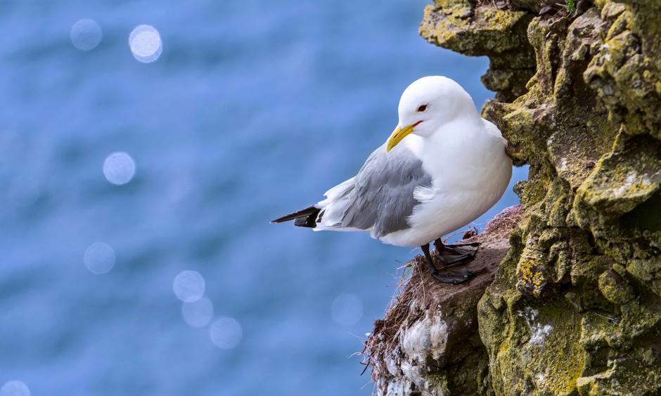 Overfishing and climate change push seabirds to extinction | Climate ...
