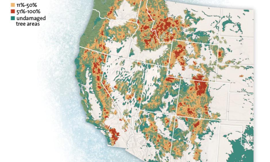 Map: Bark Beetle Damage in the American West from 2000 to 2014 ...
